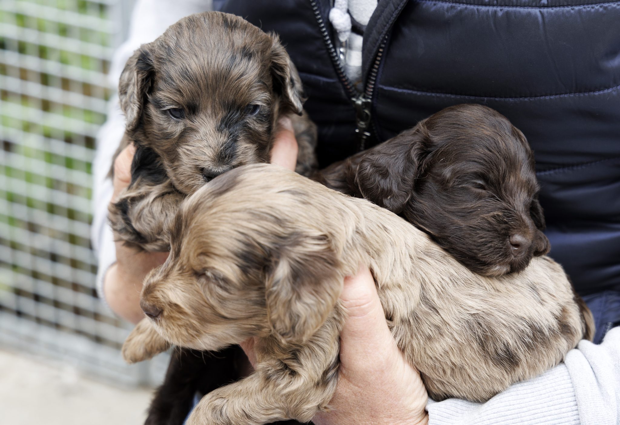 Puppies Available in Scotland - Paws Kabin Puppies Available
