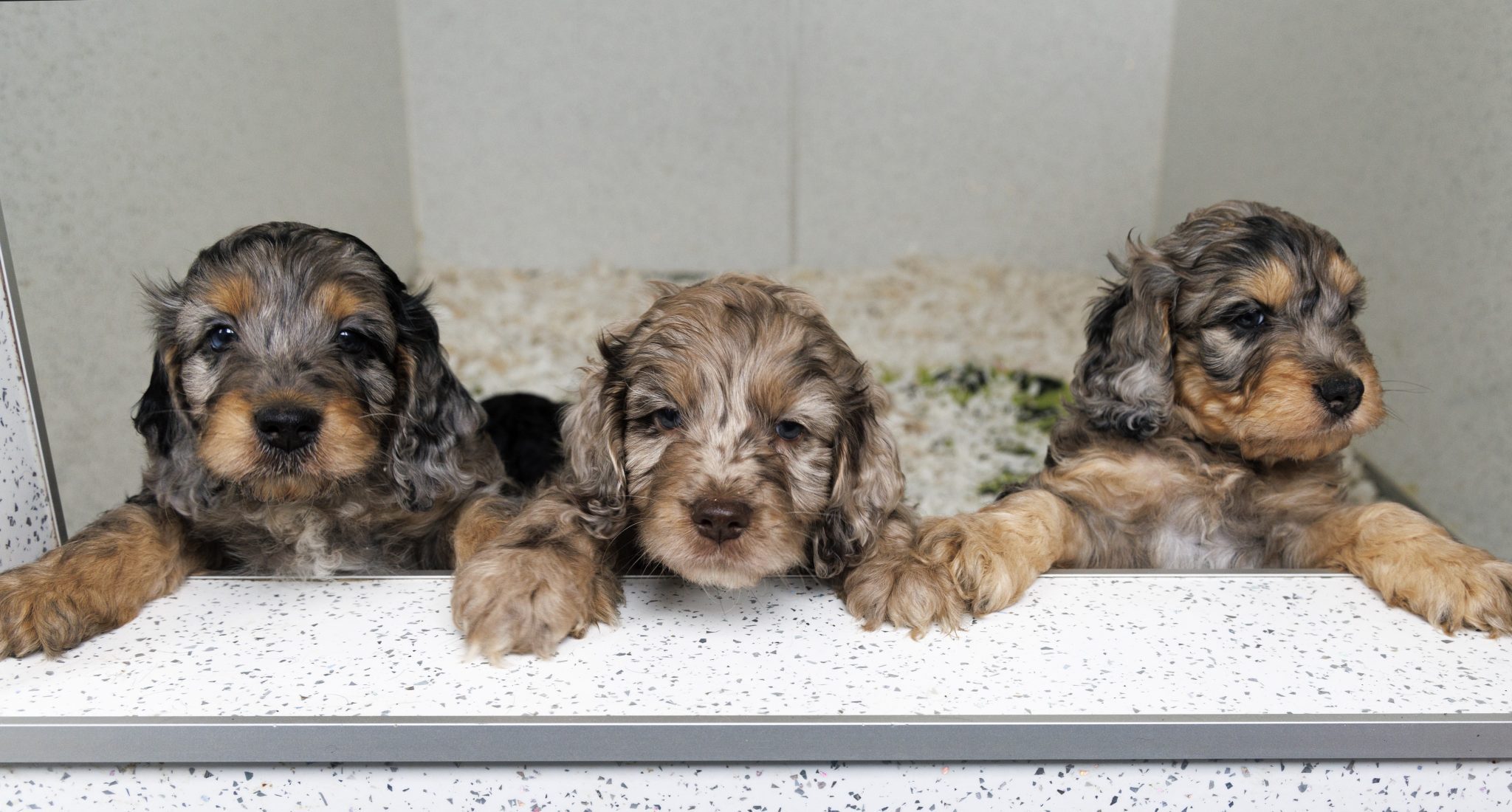 Puppies Available in Scotland - Paws Kabin Puppies Available